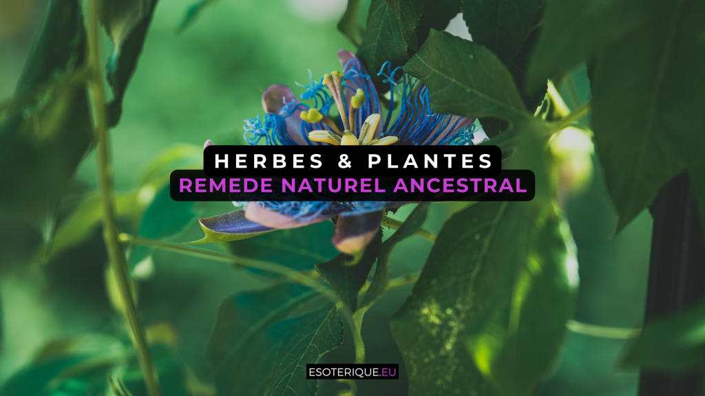 Quelle est la plante qui soigne toutes les maladies ? - Esoterique